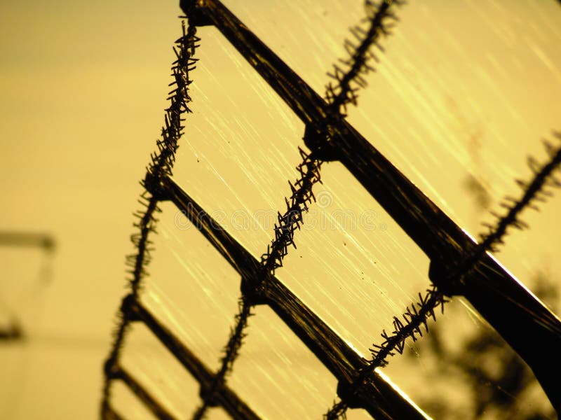 Barbed Fence, Cobweb in Autumn Sunset Stock Photo - Image of protection ...