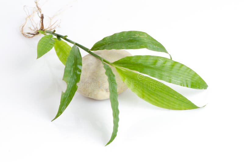 Barbed Grass (Centotheca Lappacea (L.) Desv ) Stock Image - Image of ...