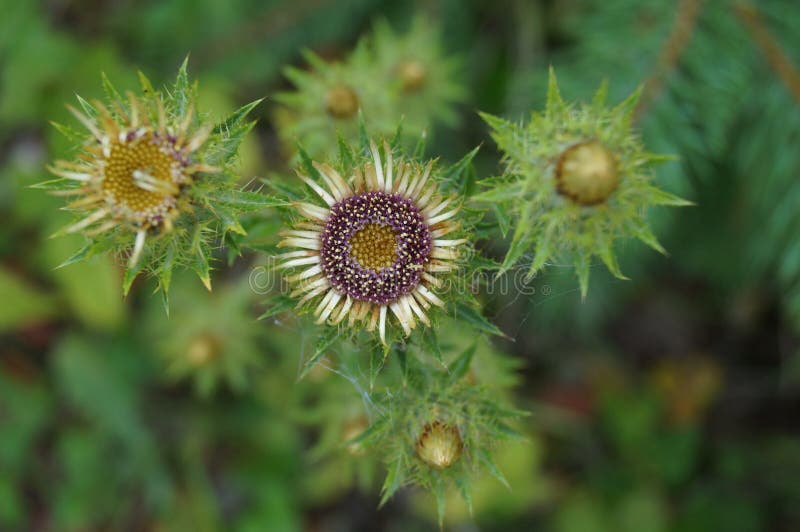Barbed grass stock photo. Image of spider, needle, grass - 79301638
