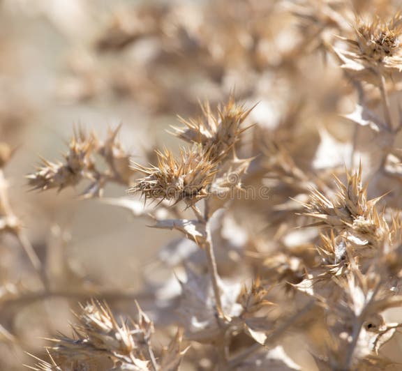 Barbed grass outdoors stock image. Image of growth, blossom - 88863683