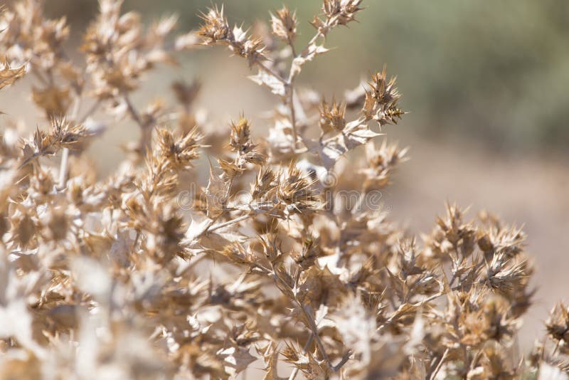 Barbed grass outdoors stock image. Image of botany, greece - 88863973
