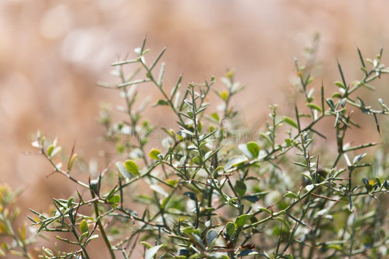 Barbed grass outdoors stock image. Image of plant, field - 88864005