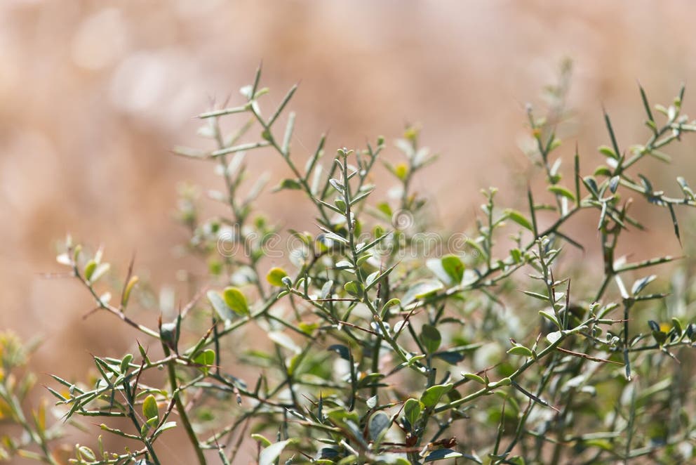 Barbed grass outdoors stock image. Image of plant, field - 88864005