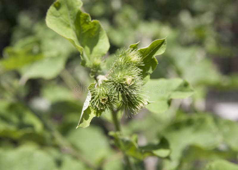 Barbed Heads of Burdock Flowers in the Garden Stock Photo - Image of ...