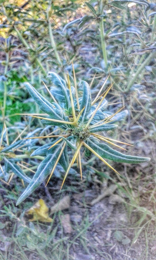 Barbed stock image. Image of nature, plant, barbed, detail - 165127547