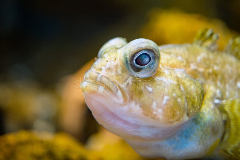 Barbed Plunderfish Antarctic Fish Underwater Stock Image - Image of ...