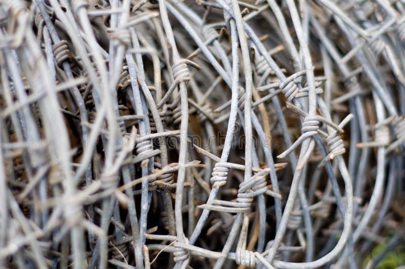 Spiky! stock image. Image of spines, spiky, sharp, spine - 5248579