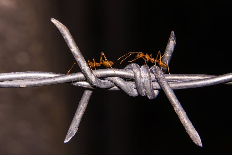 Barbed Wire with Ant Macro, Insect Stock Photo - Image of outdoors ...