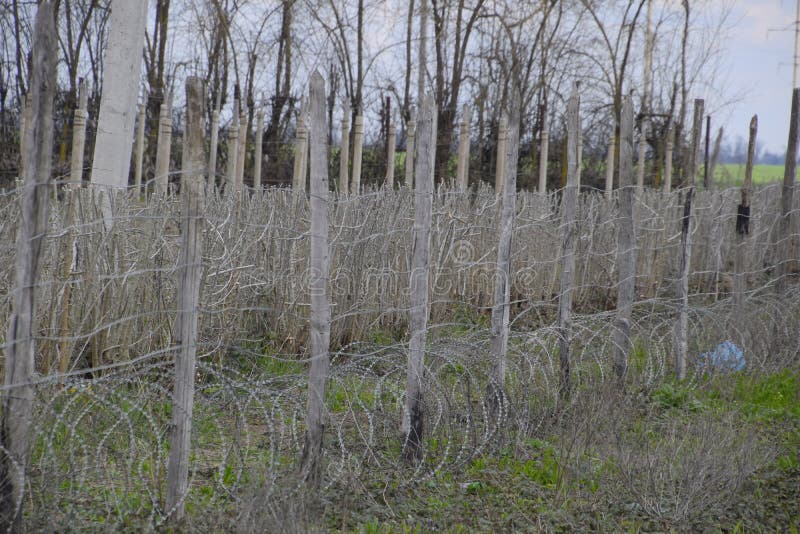 Barbed Wire As a Vineyard Fence Stock Photo - Image of nature, fence ...