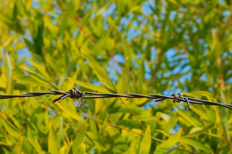 Barbed Wire on Bamboo Background Stock Photo - Image of enclosure ...
