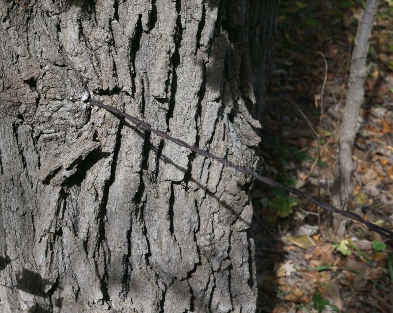 Barbed Wire stock photo. Image of barbed, bark, tree - 102237570