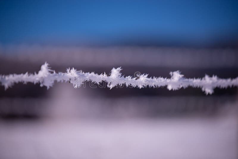 Barbed Wire Covered with Ice Crystals. Severe Cold in the Winter Stock ...