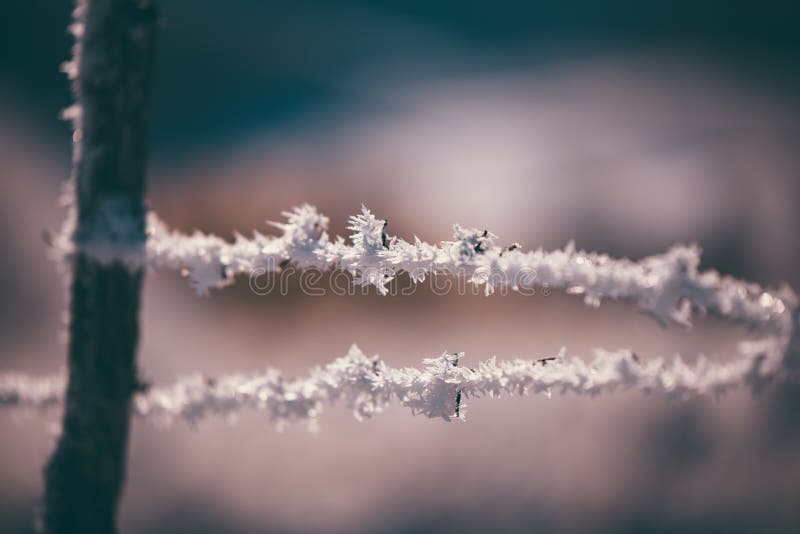 Barbed Wire Covered with Ice Crystals. Severe Cold in the Winter Stock ...