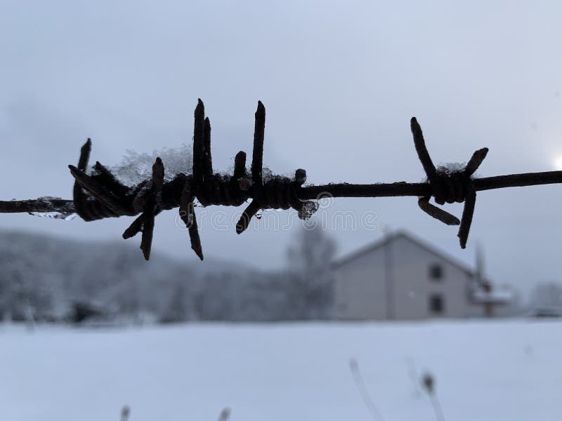 The Barbed Wire is Covered with Snow. Sharp Edges of Barbed Wire, Close ...
