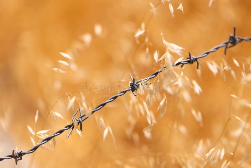 Barbed Wire with Dry Barley Stock Photo - Image of grain, farming ...
