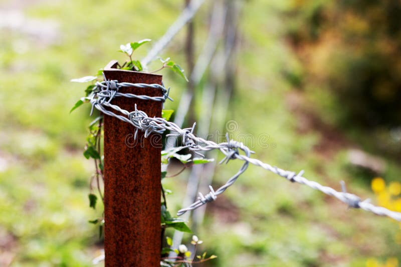 Barbed Wire Fence Braided by Greenery in the Forest Stock Photo - Image ...