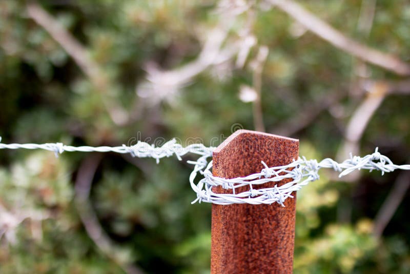 Barbed Wire Fence Braided by Greenery in the Forest Stock Photo - Image ...