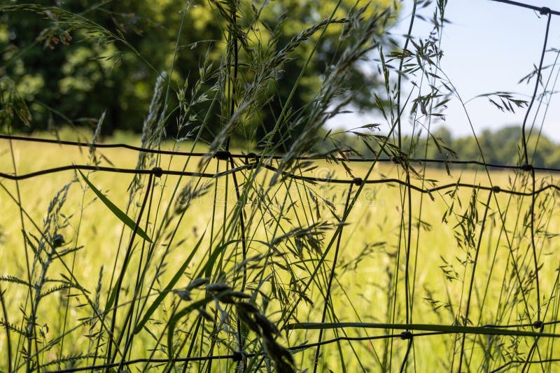 Barbed Wire Fence and Grass Stock Image - Image of rural, plant: 297506639