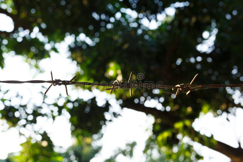 Barbed Wire Fence with Sharp Spikes Stock Image - Image of line, blur ...