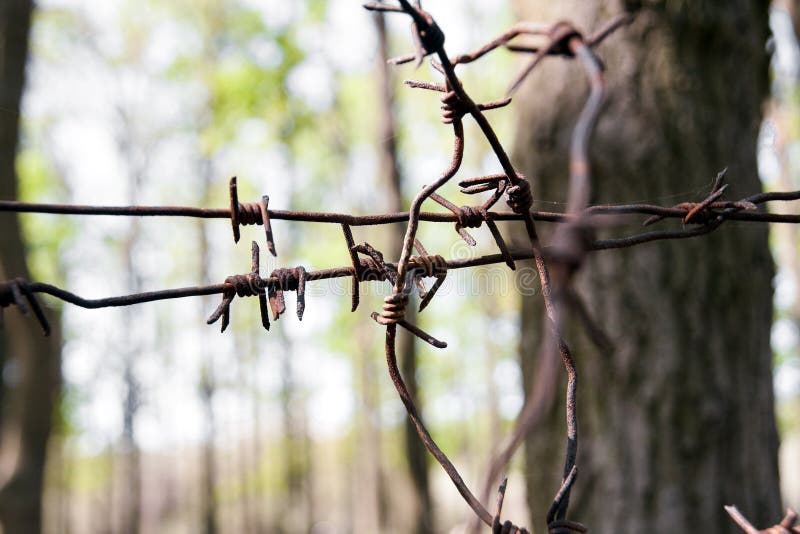 Barbed wire in the forest stock image. Image of nature - 92277687
