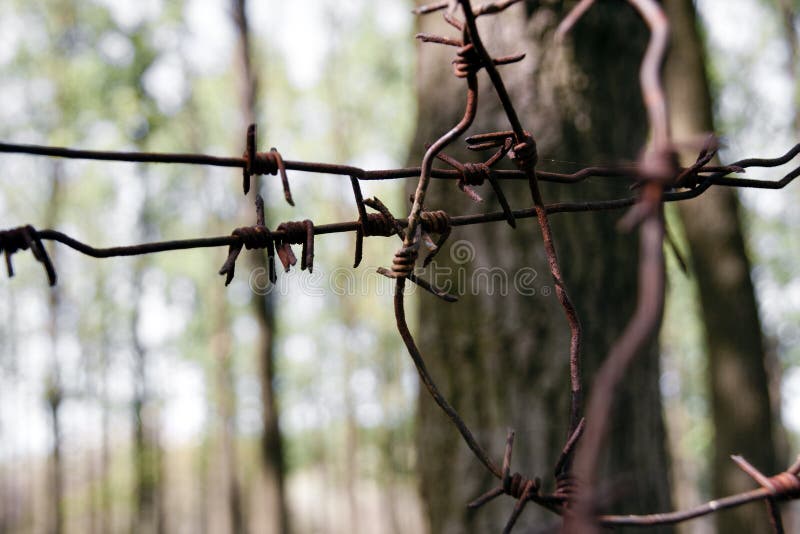 Barbed wire in the forest stock image. Image of nature - 92277687