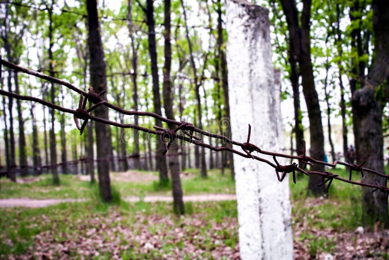 Barbed wire in the forest stock image. Image of nature - 92277687