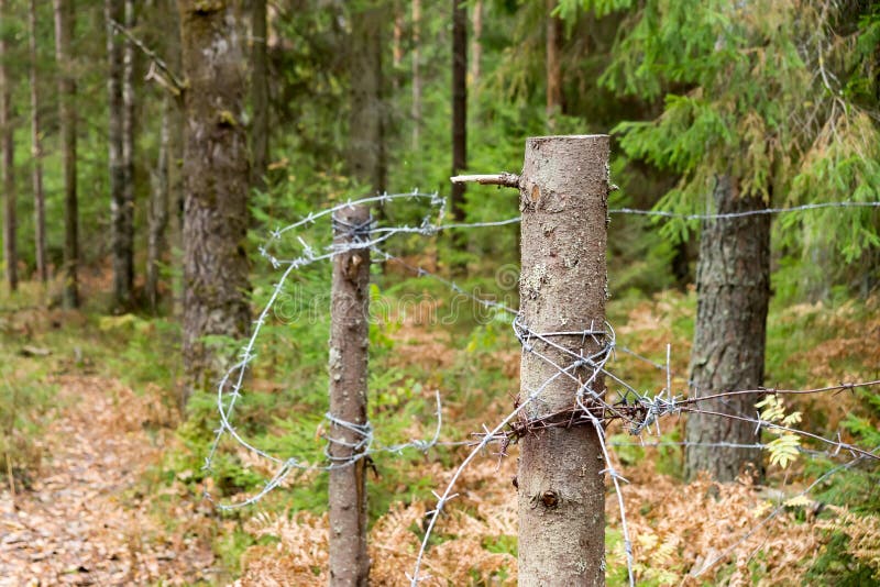 Barbed Wire in Forest stock photo. Image of grass, clouds - 60680012