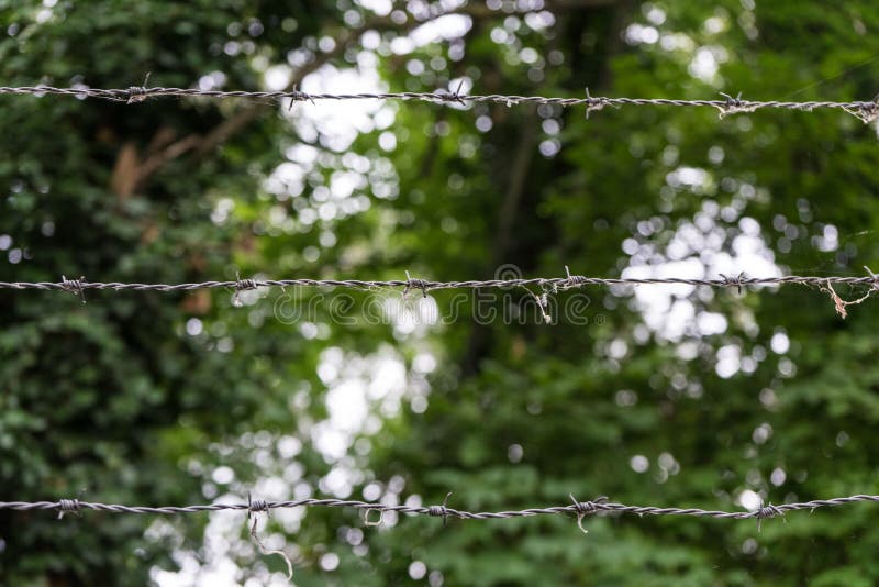 Barbed Wire in Front of Forest Stock Photo - Image of metal, field ...