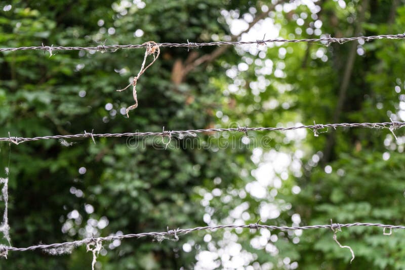 Barbed Wire in Front of Forest Stock Photo - Image of defense, metal ...