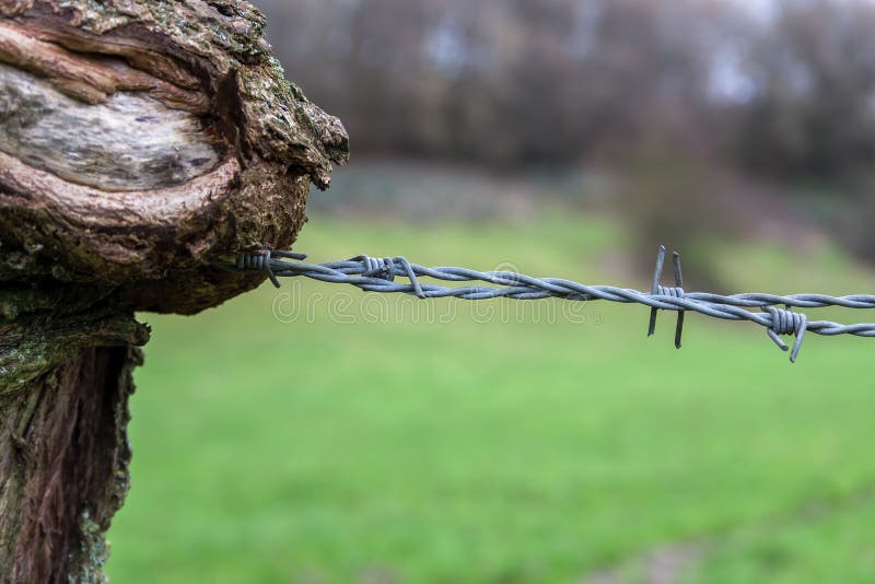 Barbed Wire Has Grown into a Tree Stock Image - Image of season, tree ...