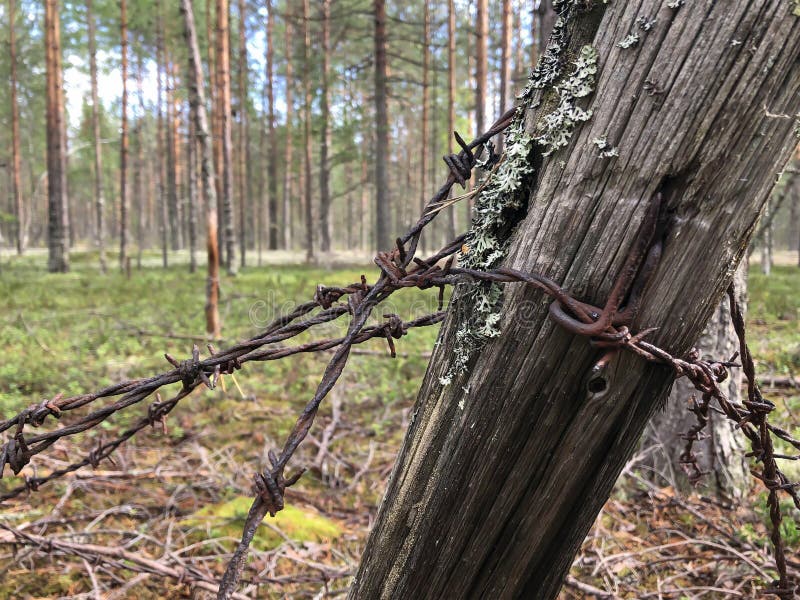 Barbed Wire on a Log in the Forest. Close-up Stock Image - Image of ...