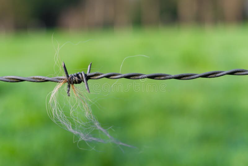 Barbed Wire with Animal Hair Stock Image - Image of closeup, detail ...