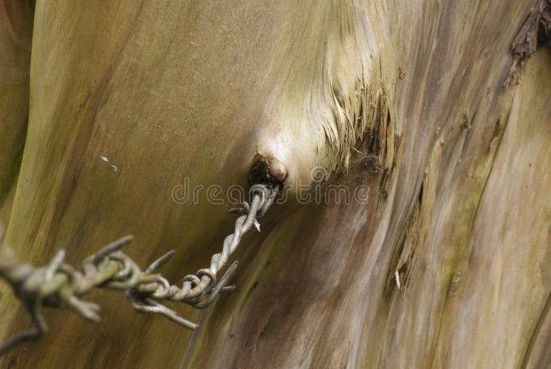 Nilgiri Tree Forest Ooty National Park View Trip Photo Stock Image ...