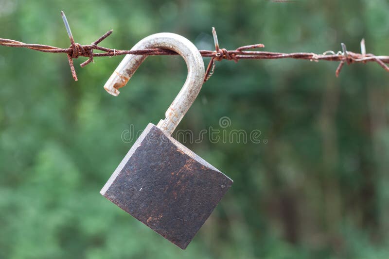 Barbed wire with padlock stock photo. Image of steel - 56877782