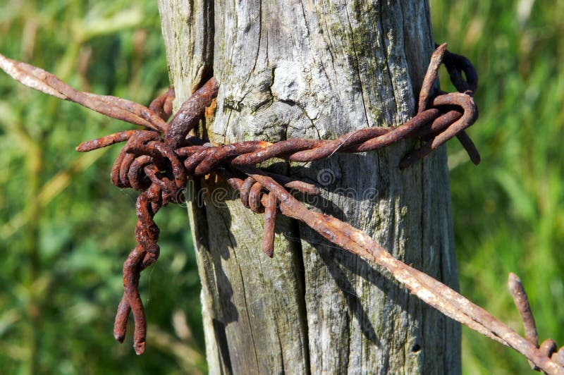 Barbed wire in peace time stock image. Image of wire, rust - 5604005