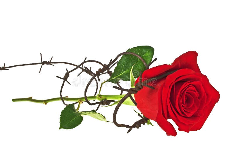 200 Barbed Wire Rose Stock Photos - Free & Royalty-Free Stock Photos ...
