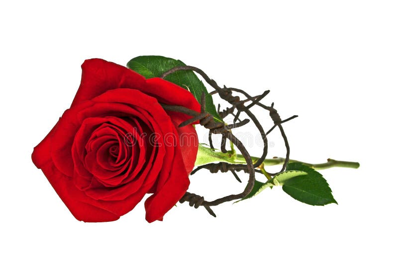 Barbed Wire with Red Rose on White Background Stock Image - Image of ...