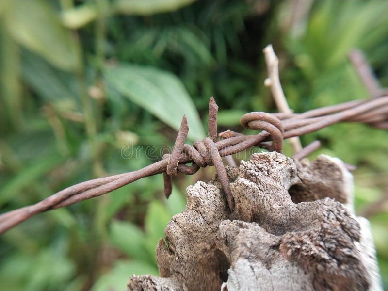 Barbed wire on rotten wood stock image. Image of barbed - 319894877