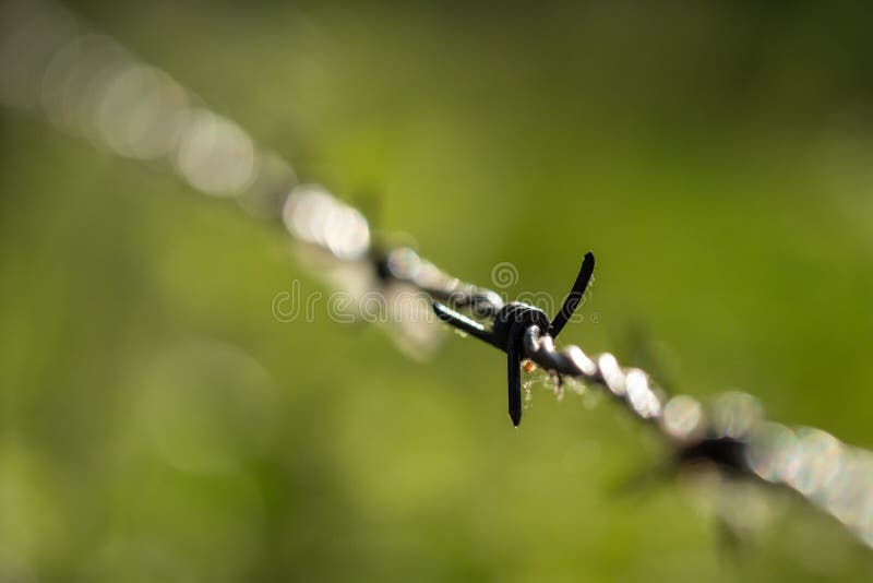 Barbed wire spike stock photo. Image of sharp, barbed - 206766080