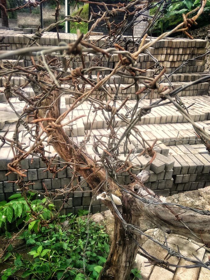 Barbed wire on tree trunks stock image. Image of iron - 206203949