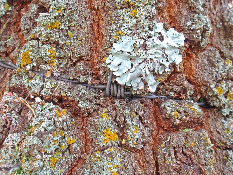 Barbed wire on a tree stock photo. Image of hardness - 78747174