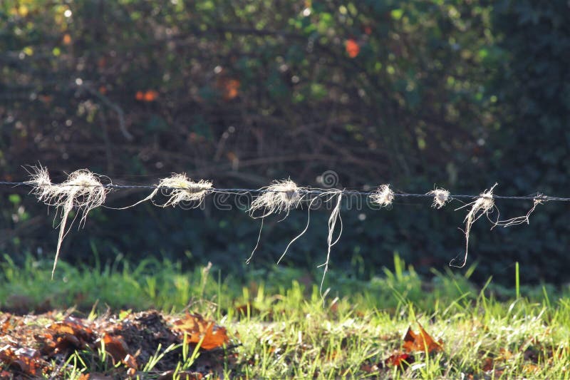 Barbed Wire Hair Stock Photos - Download 273 Royalty Free Photos