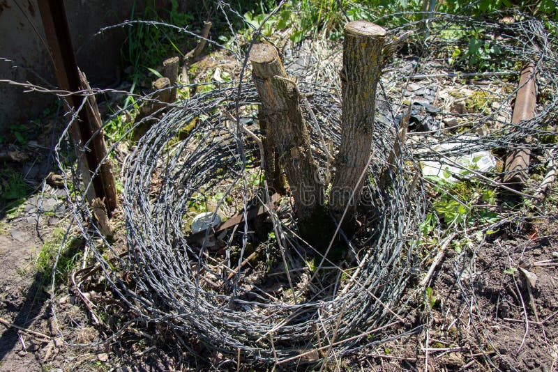 Barbed Wire is Wrapped Around Cut Trees Stock Photo - Image of iron ...