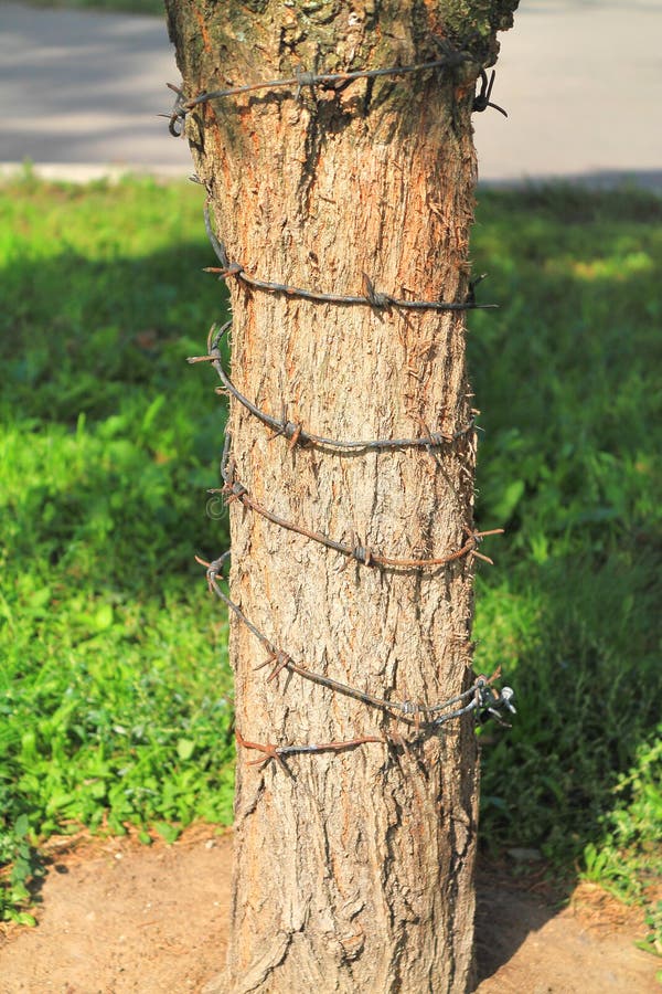 Barbed Wire Wrapped Around a Tree Trunk Stock Photo - Image of wood ...