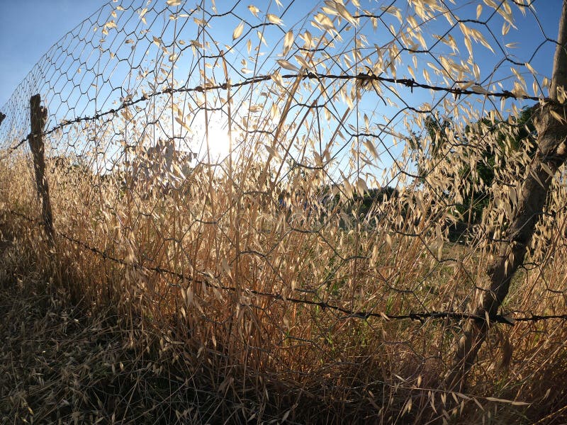 Barbed Wire and Yellow Bush at Sunset Fish Eye Image Stock Photo ...