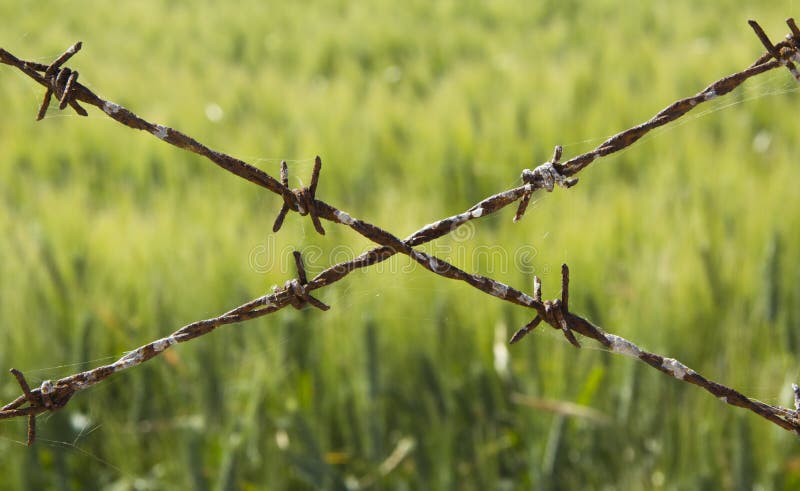 Barbed Wired and Green Grass Stock Photo - Image of nature, grass: 39136158