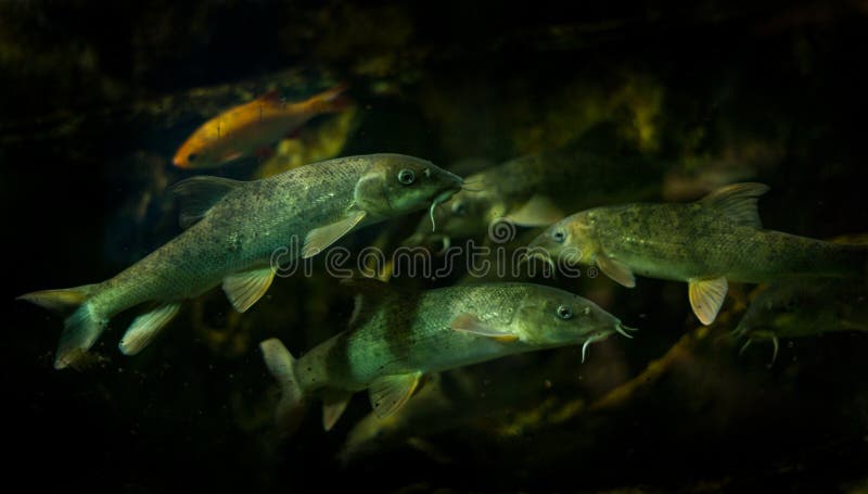 Freshwater Fish Barbel Barbus Barbus Underwater Stock Image - Image of ...