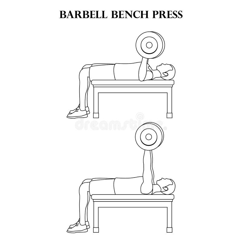Barbell Bench Press Exercise Strength Workout Vector Illustration ...