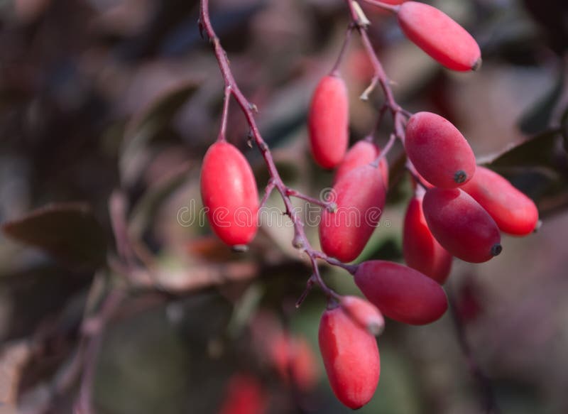 Bright Red Barberries on a Branch on Fall Day. Berberis Darwinii Plant ...