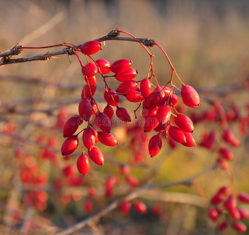Juniper berries stock photo. Image of fruit, fall, healthy - 53238096